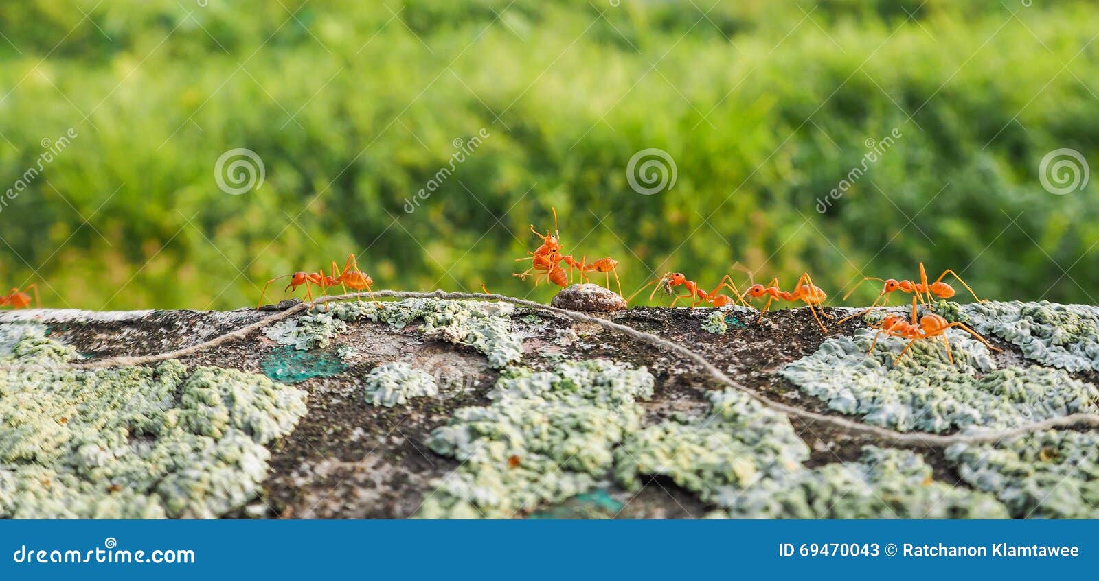 Ant Forage for food stock image. Image of nature, army - 69470043