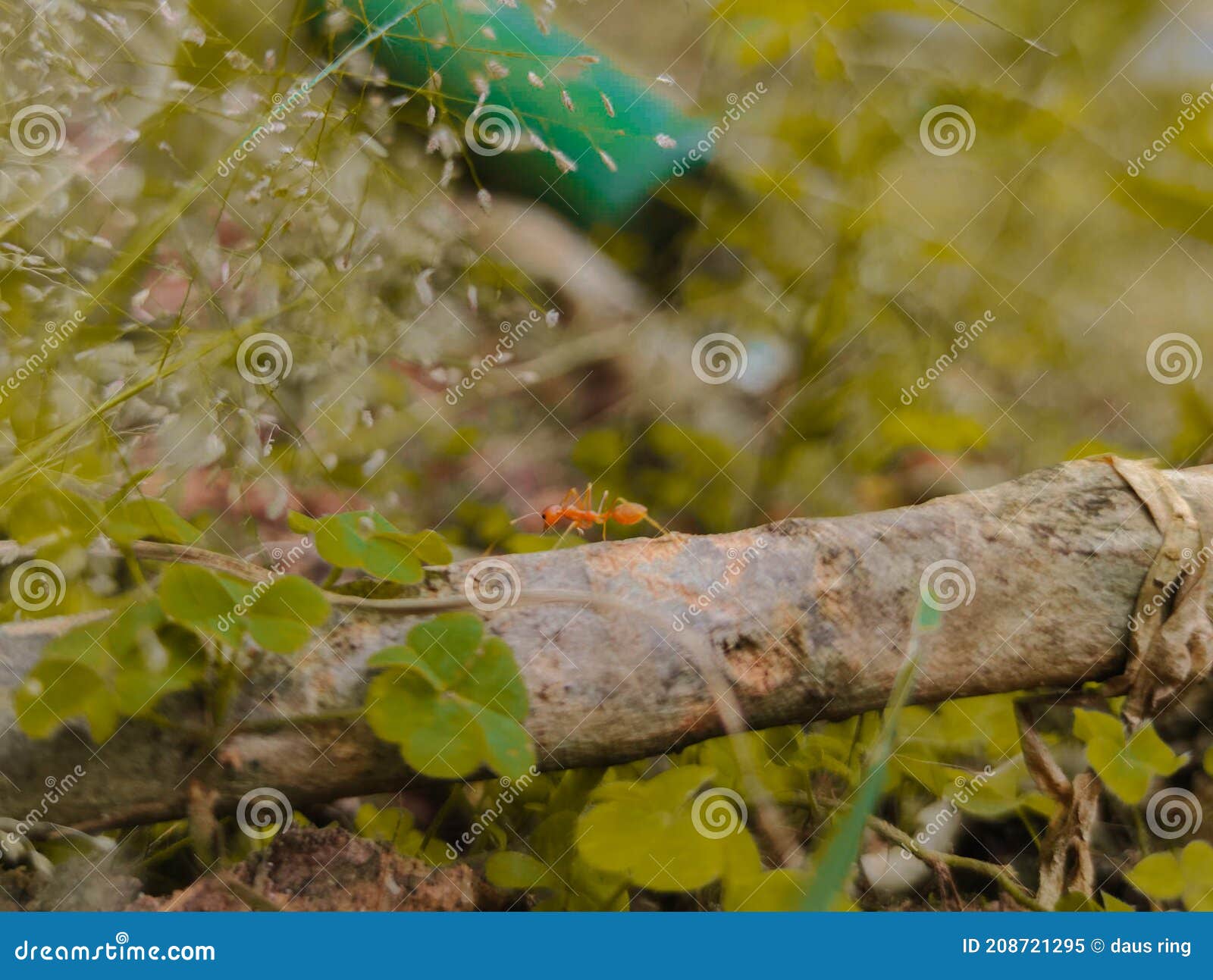 Ant on the Forest Walk Alone Grass Roots Oren Ant Stock Image - Image ...
