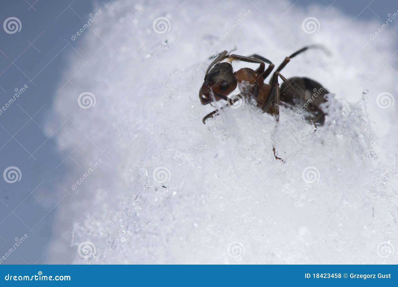 312 Ant Snow Stock Photos - Free & Royalty-Free Stock Photos from ...