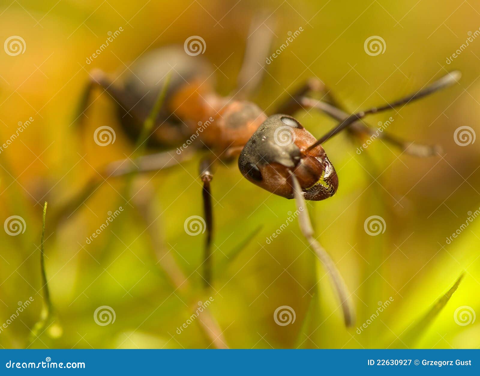 Ant - Formica rufa stock image. Image of chief, insects - 22630927
