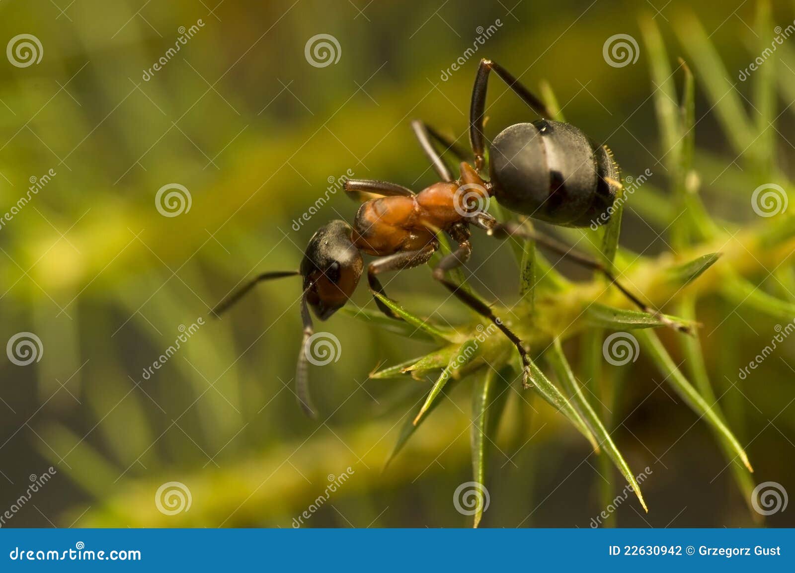 Ant - Formica rufa stock photo. Image of antrey, macro - 22630942