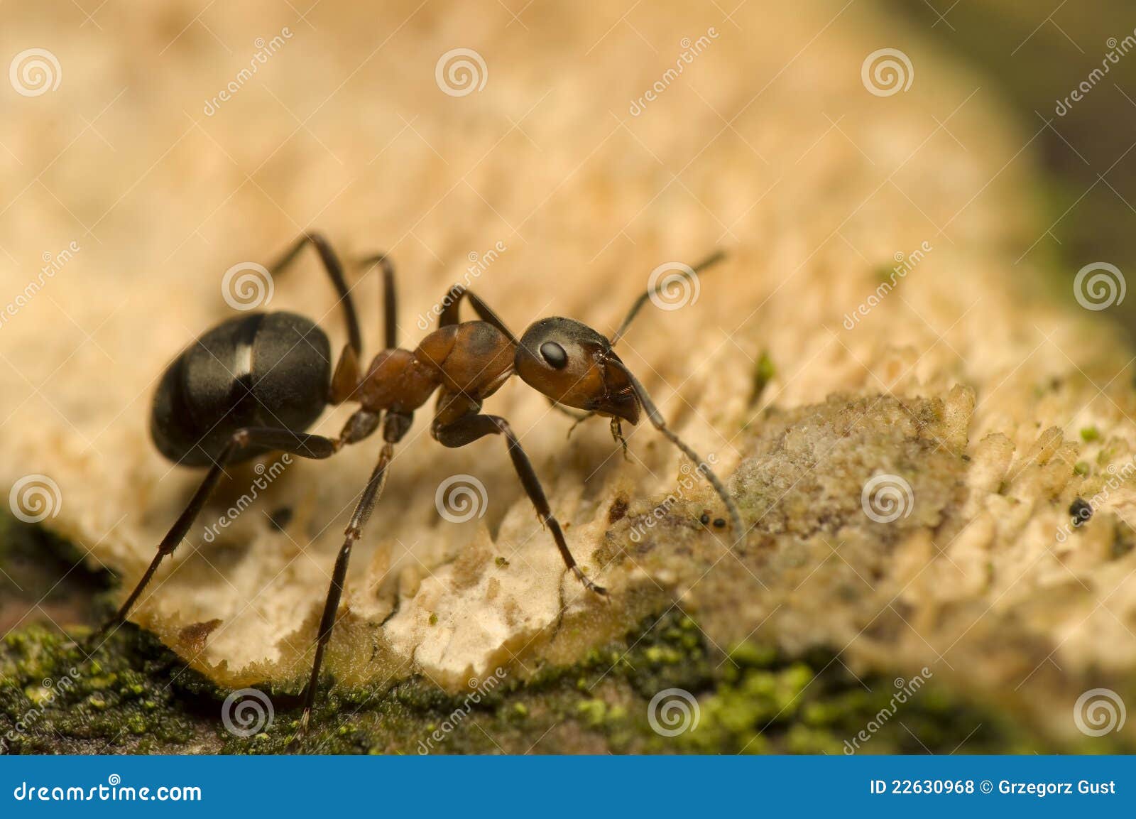 Ant - Formica rufa stock photo. Image of idea, group - 22630968