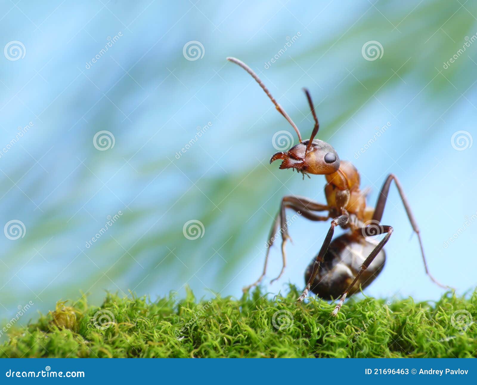 Ant Formica Rufa is Interested Stock Image - Image of moss, ants: 21696463