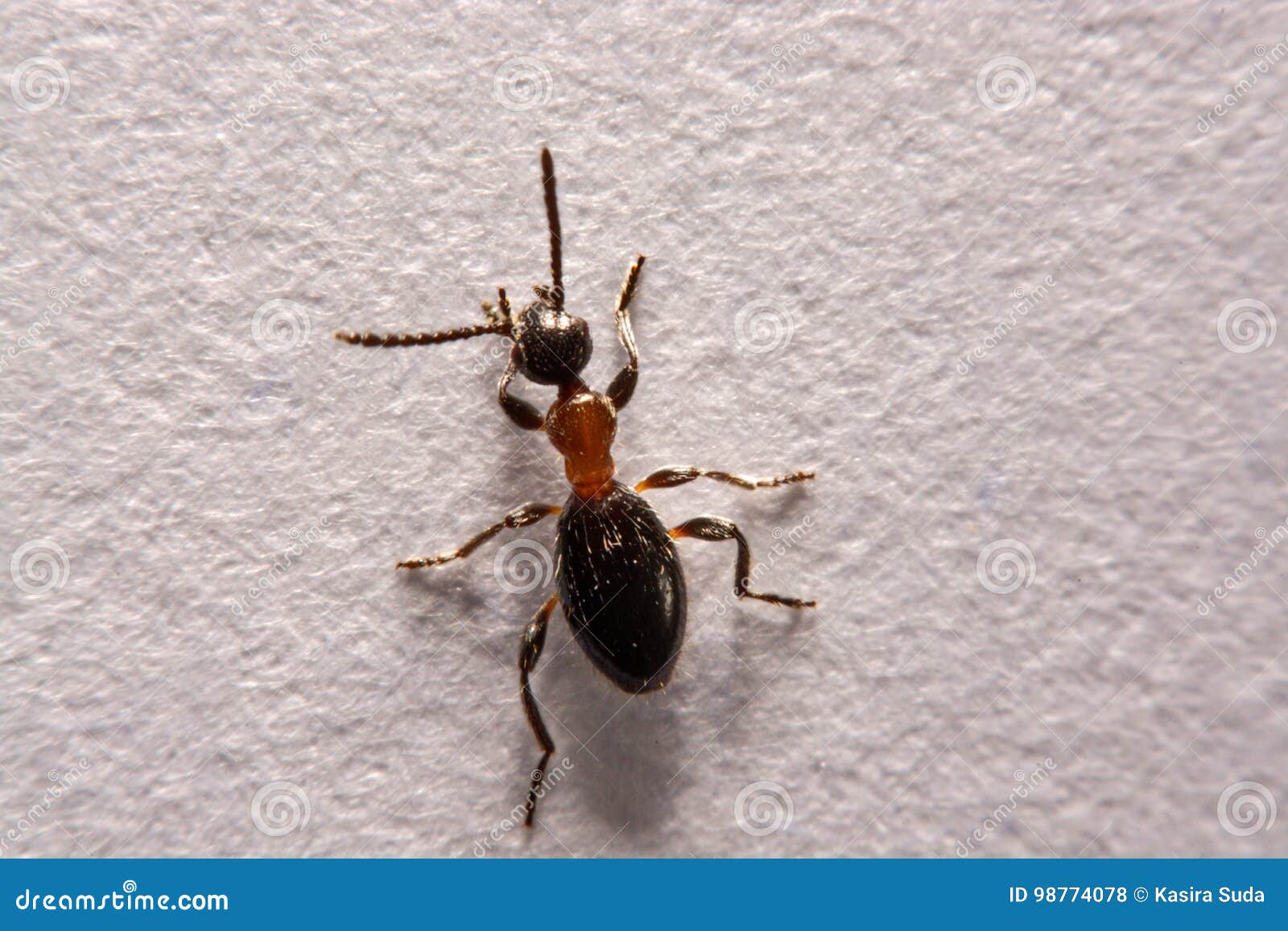 261 Poisonous Ant Photos - Free & Royalty-Free Stock Photos from Dreamstime