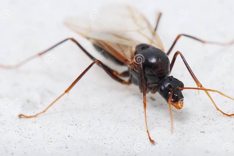 Ant Front View stock image. Image of crawl, macro, antennae - 17576547