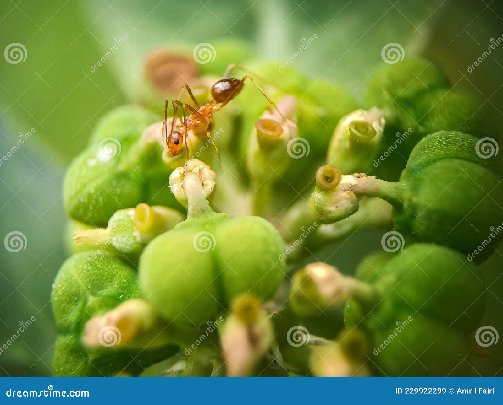 Ant and the fruit stock image. Image of green, flower - 229922299