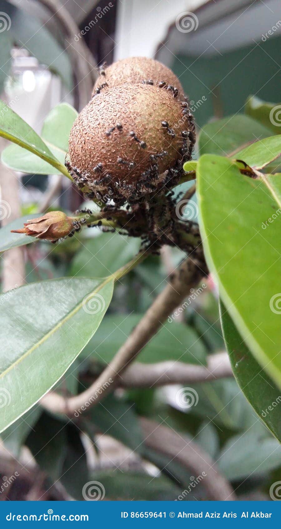 Ant and fruit stock image. Image of protect, green, group - 86659641
