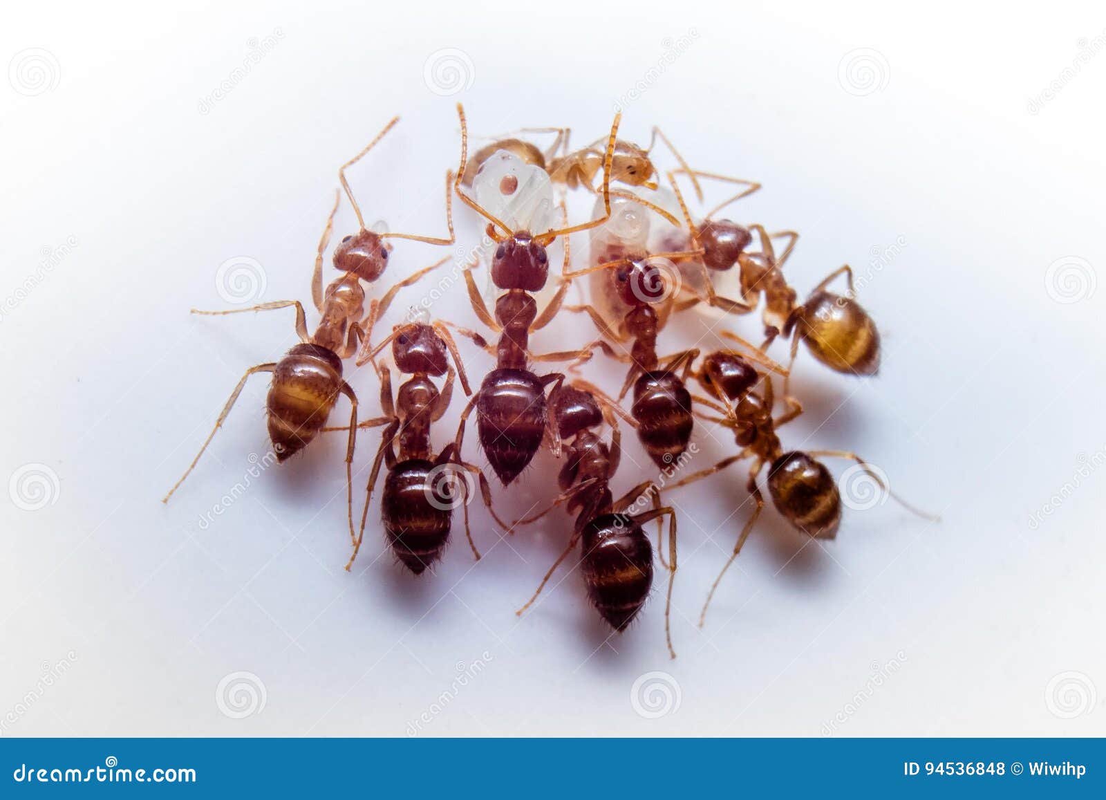 Ant Gathering stock photo. Image of protected, forest - 94536848