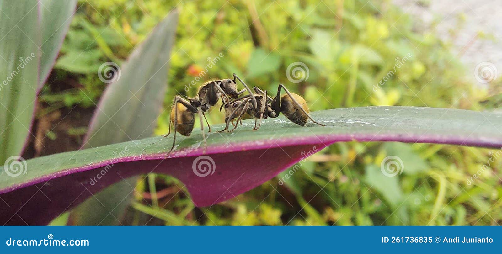 Ant go fighting stock image. Image of insect, animal - 261736835