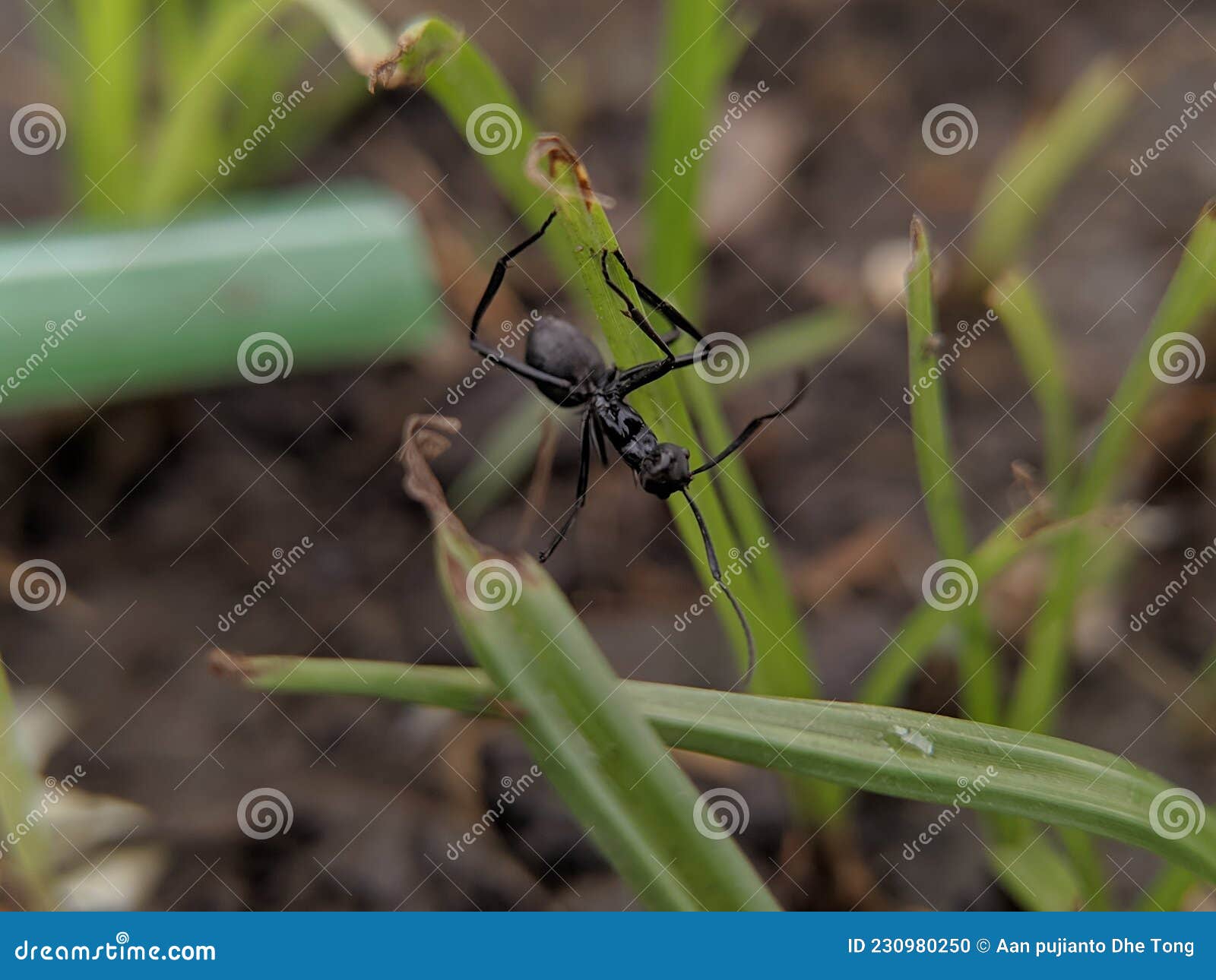Ant on the grass stock photo. Image of arthropod, leaf - 230980250