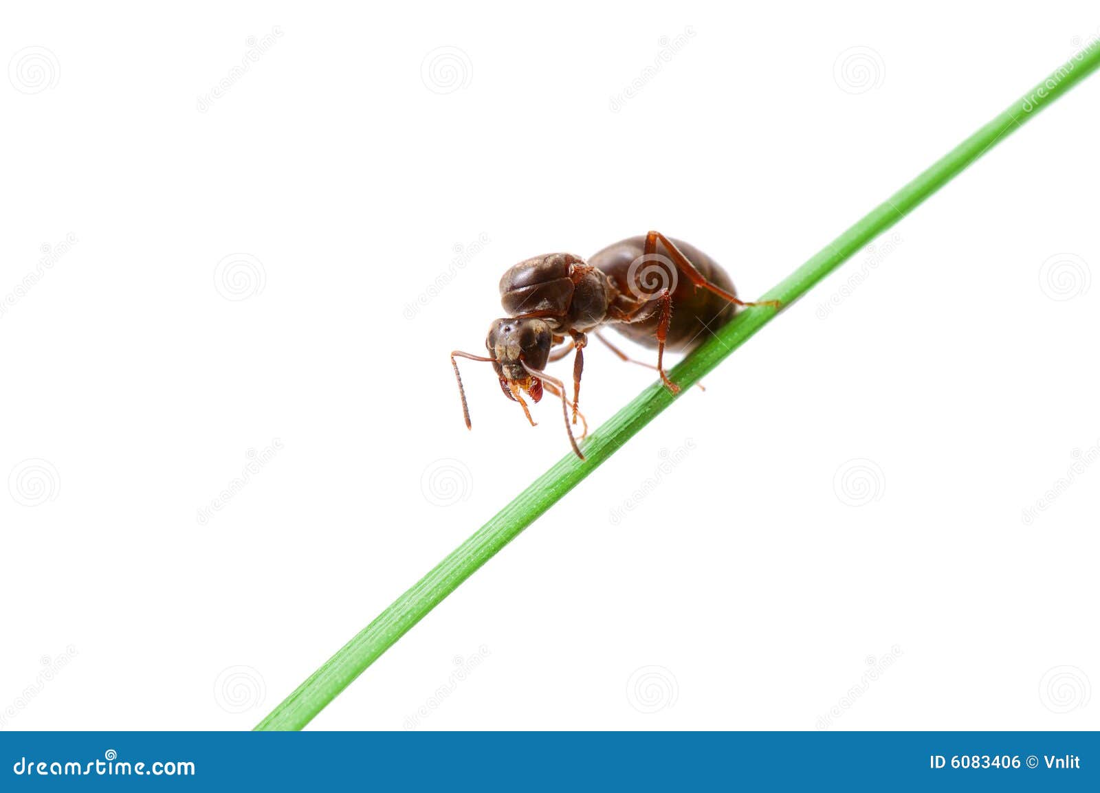 Ant on grass stock photo. Image of walking, wildlife, detail - 6083406