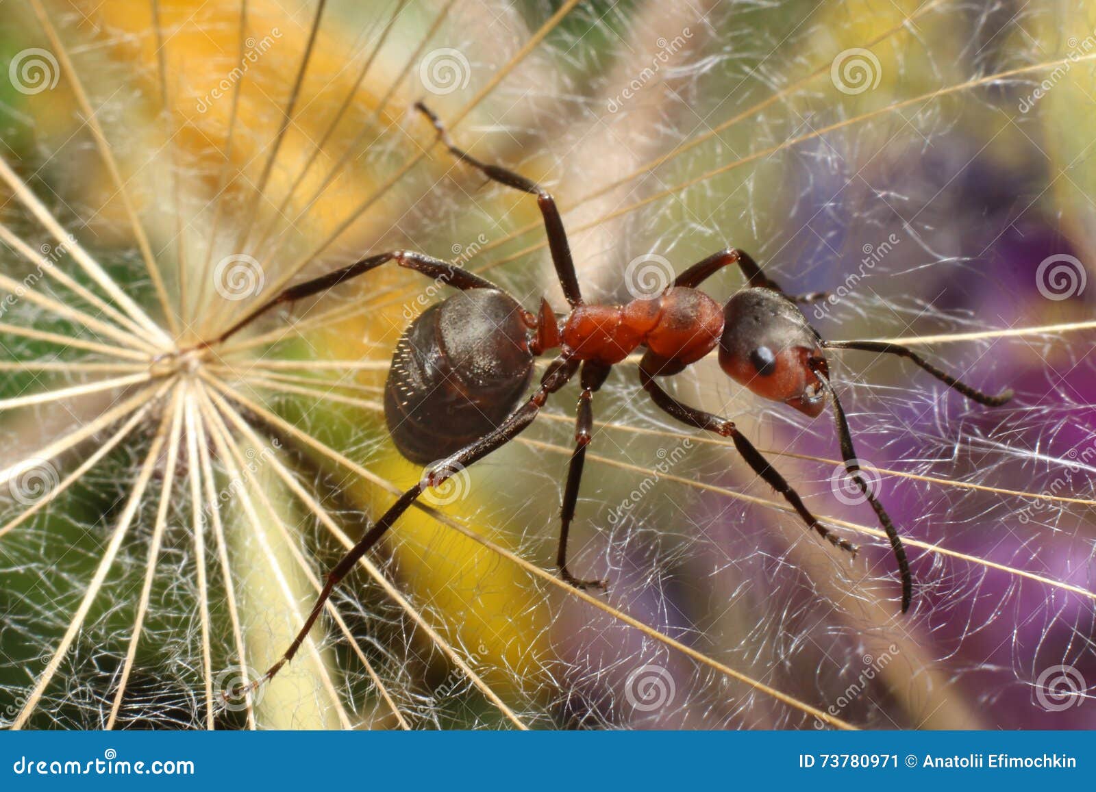 Ant on grass stock image. Image of detailed, insect, seed - 73780971