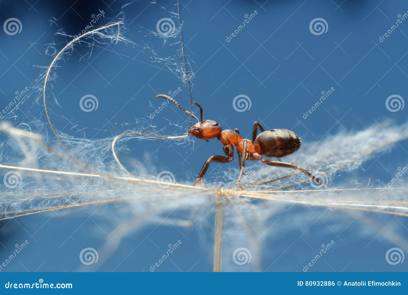Ant on grass stock photo. Image of antrey, facet, ants - 80932886