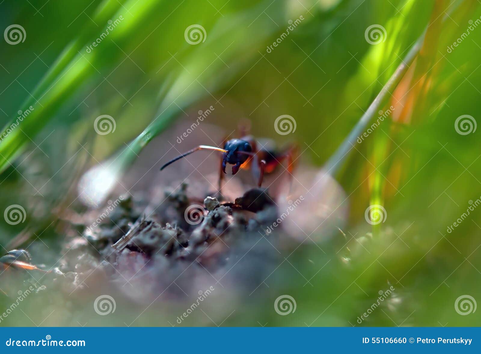Ant in grass stock photo. Image of leaf, blade, formica - 55106660