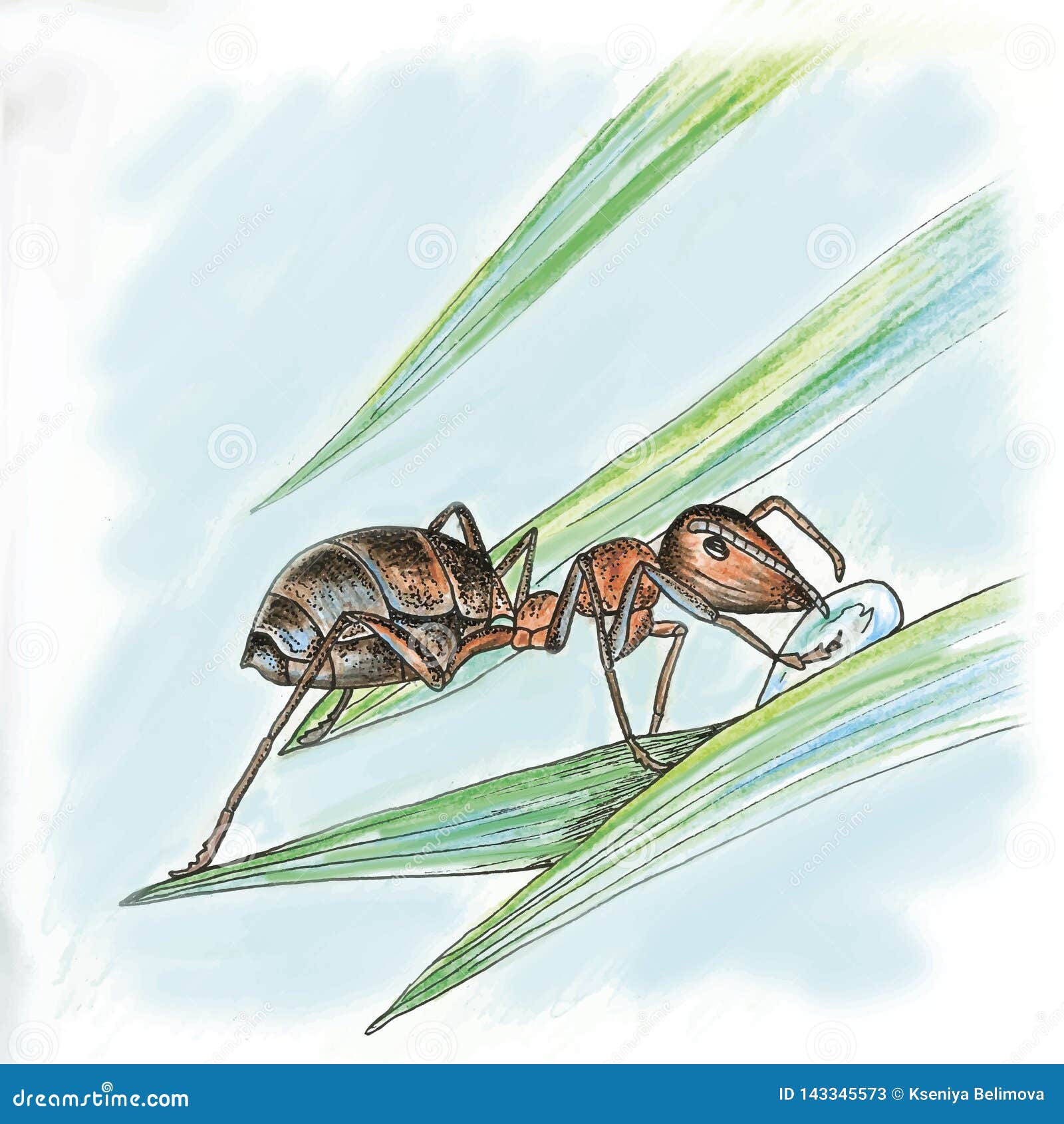 The Ant on the Grass. the Insect Drinks from a Dewdrop. Sketch, Vector ...