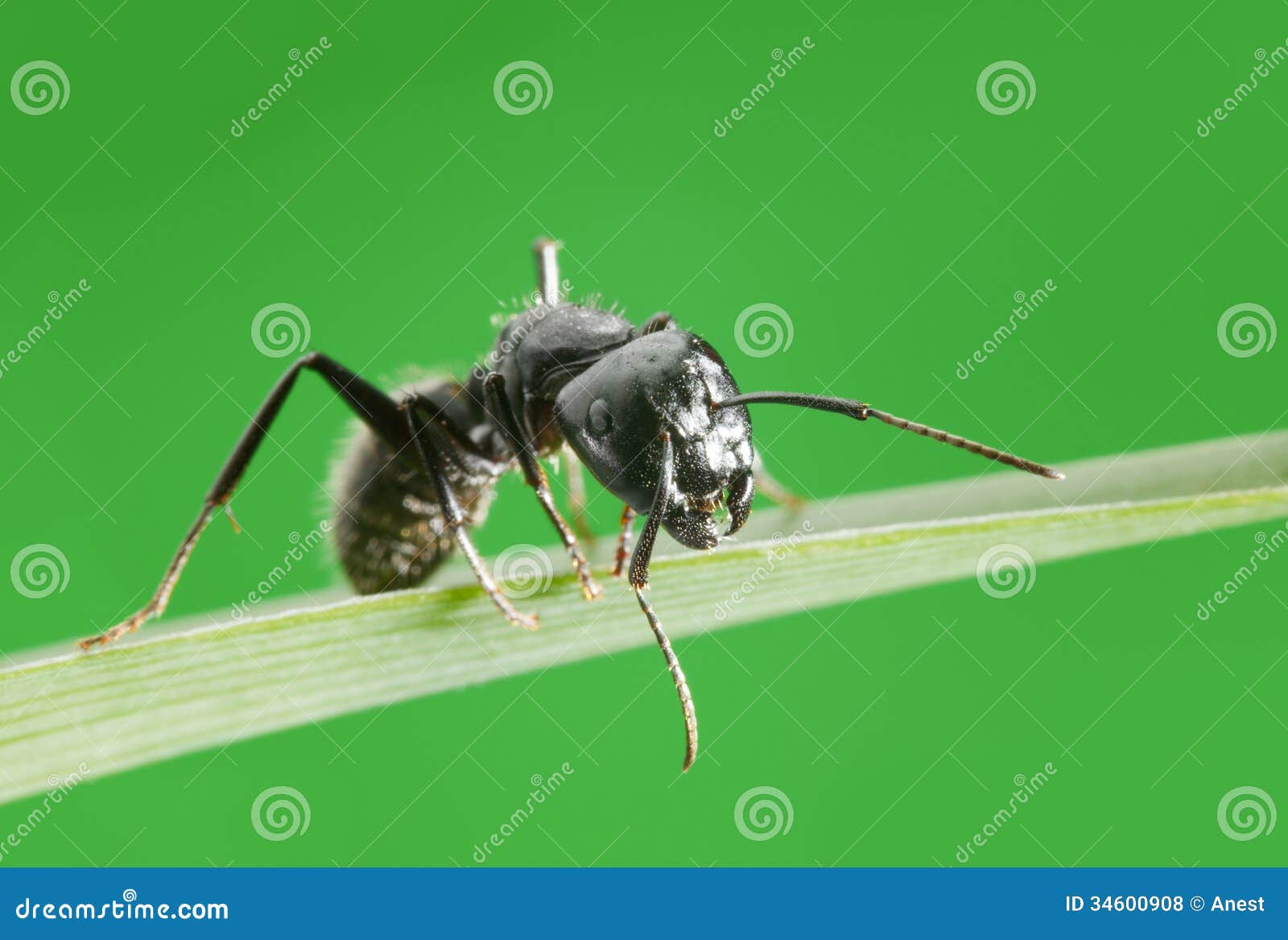 Ant on grass stock photo. Image of arthropod, militant - 34600908