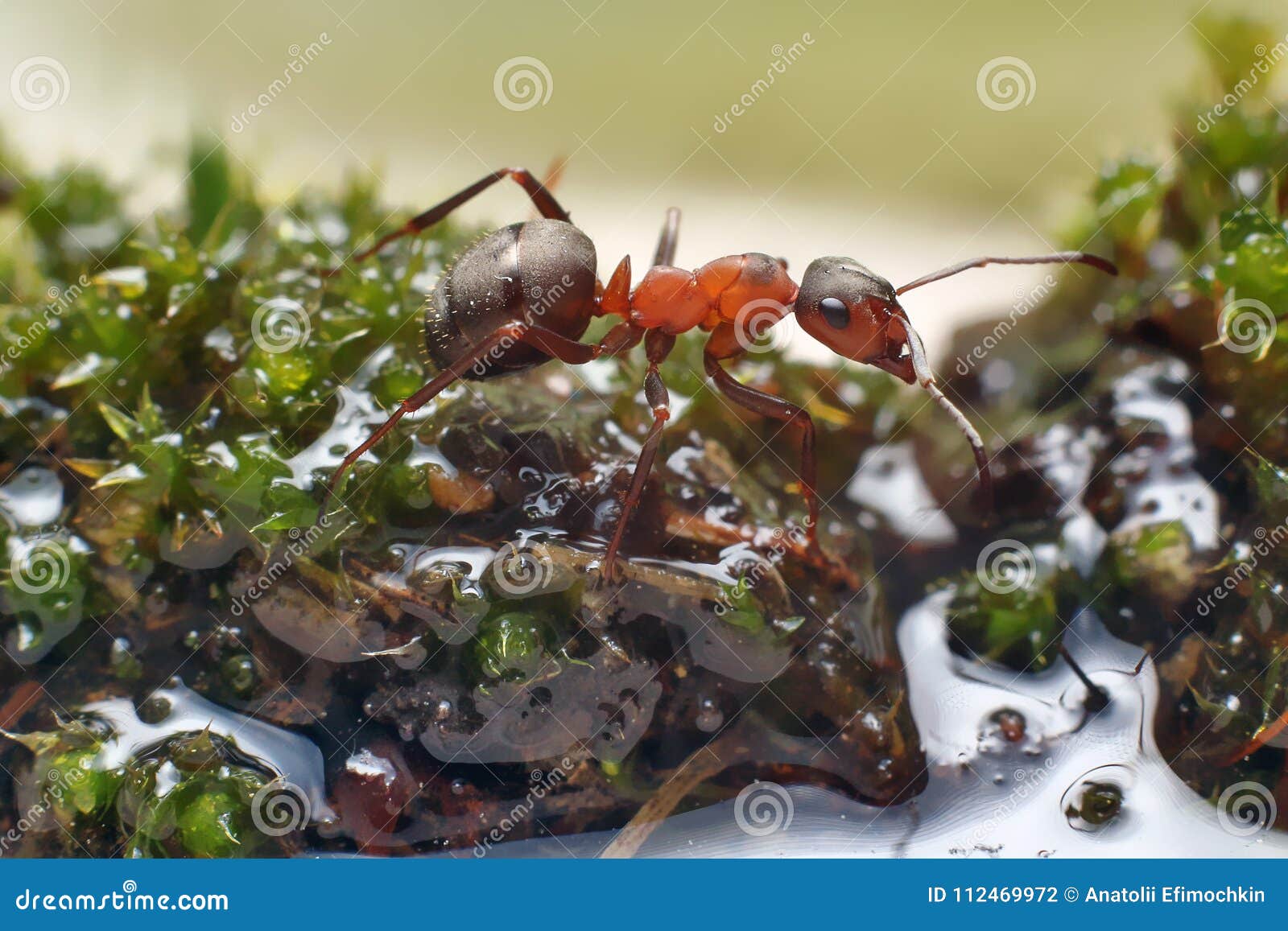 Ant on grass. stock photo. Image of sunny, flowers, water - 112469972