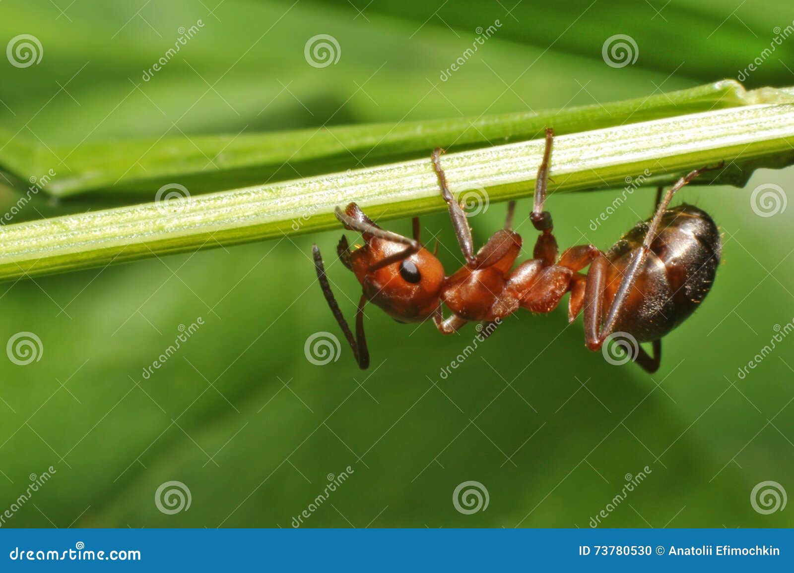 Ant on grass stock photo. Image of green, macro, insect - 73780530