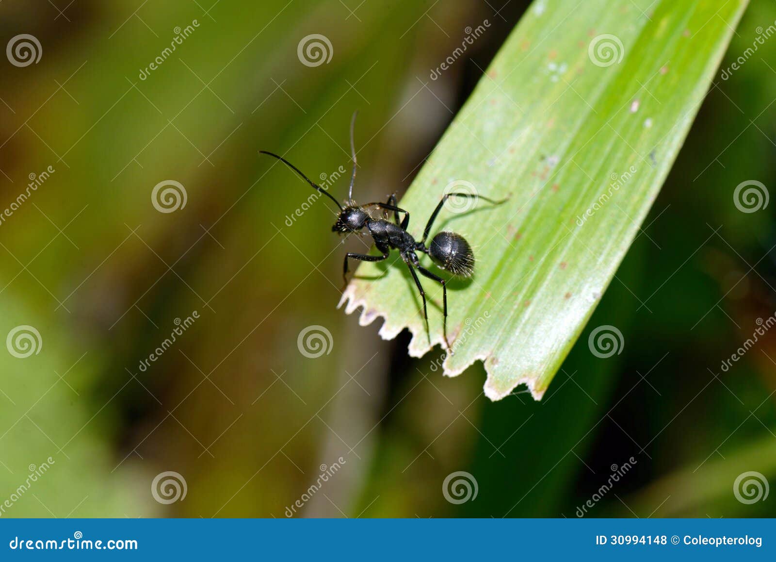 Ant on a grass stock photo. Image of grass, insects, leaf - 30994148