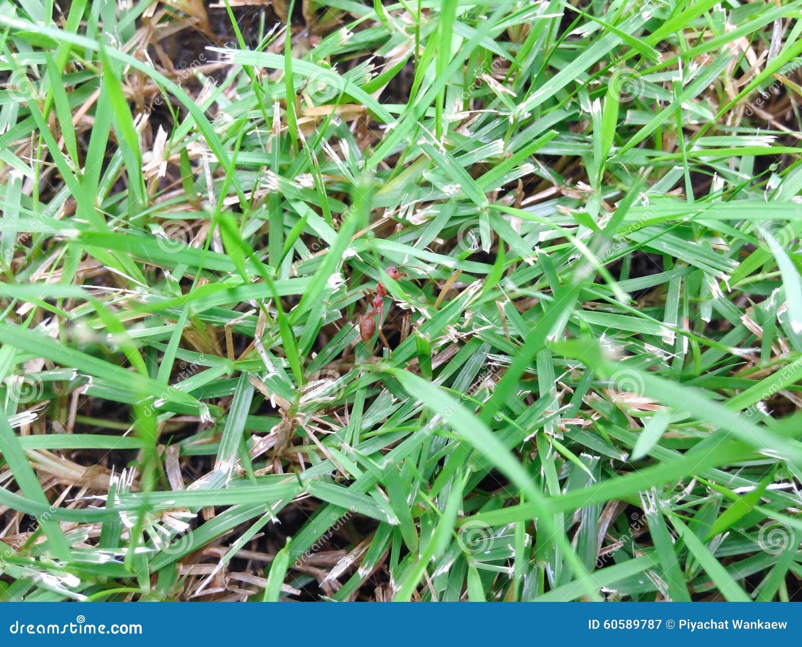 Ant in the grass stock image. Image of ground, football - 60589787