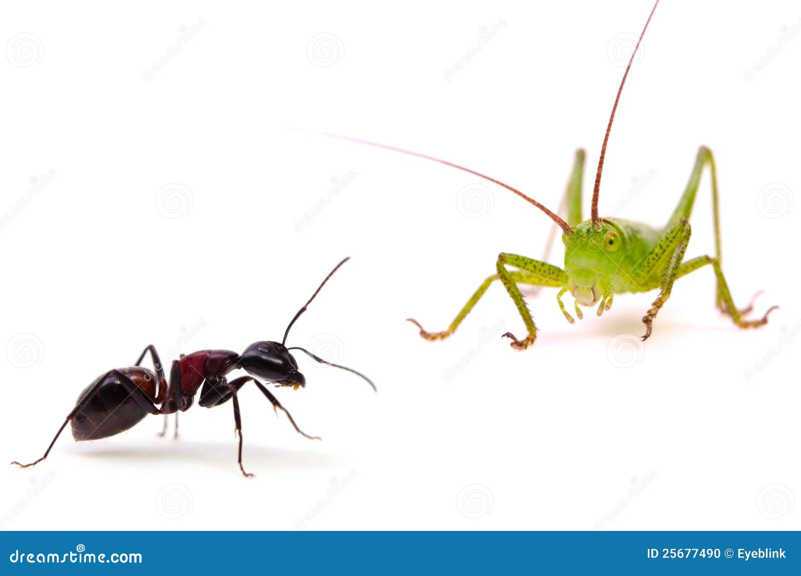 Busy Ant Isolated Stock Photos - Free & Royalty-Free Stock Photos from ...