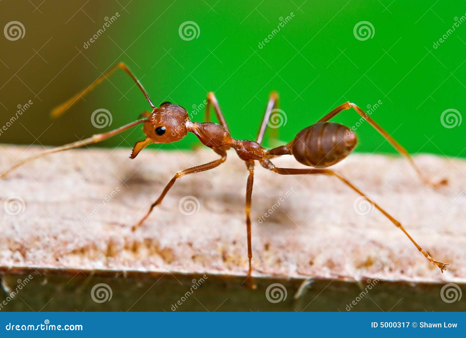 Green Ants