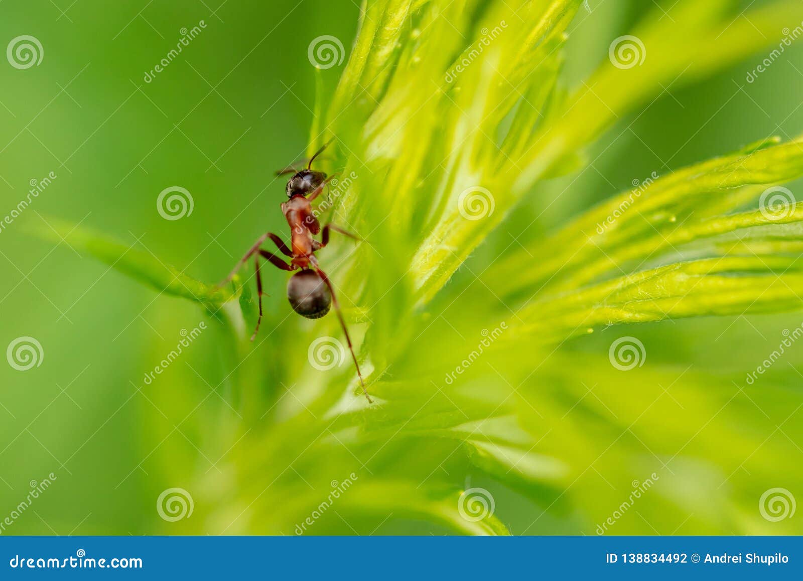 The Ant is on the Green Grass Stock Photo - Image of animal, insect ...