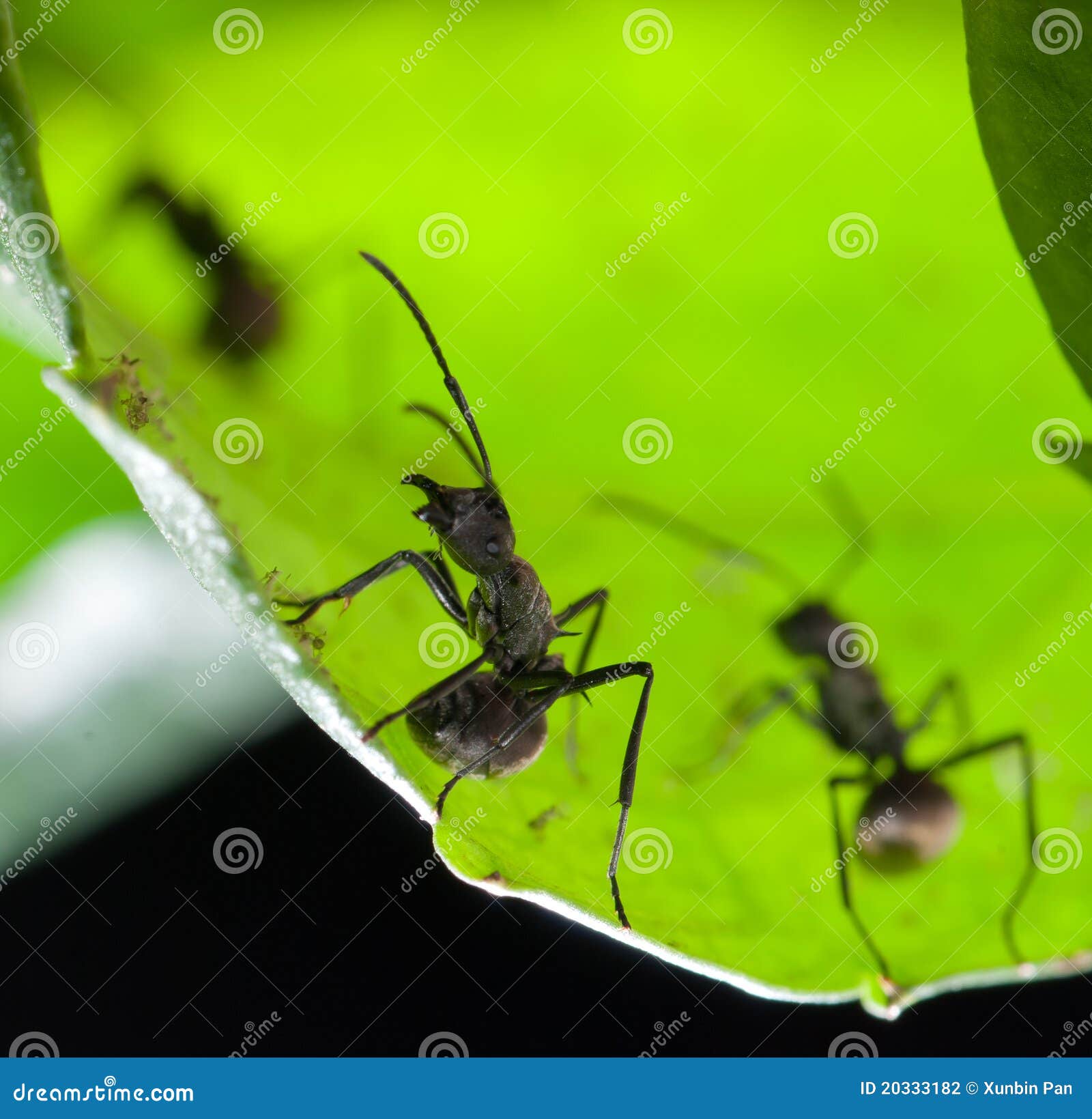 Ant on green leaf stock photo. Image of feed, antenna - 20333182