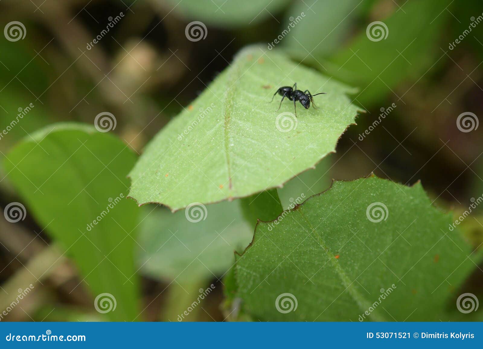 Ant on green leaf stock image. Image of leaves, nature - 53071521