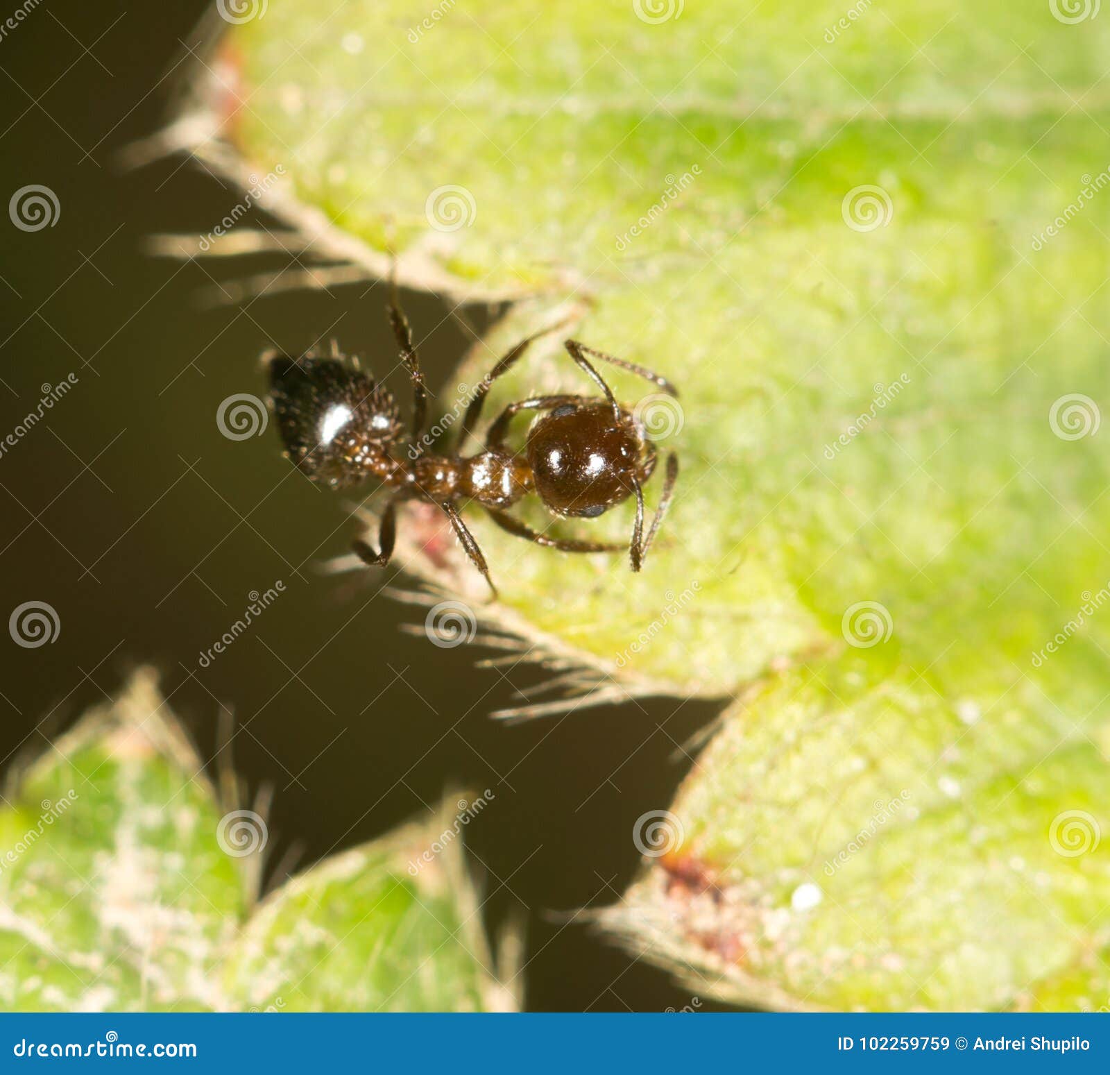 Ant on Green Leaf in Nature. Close-up Stock Image - Image of nature ...