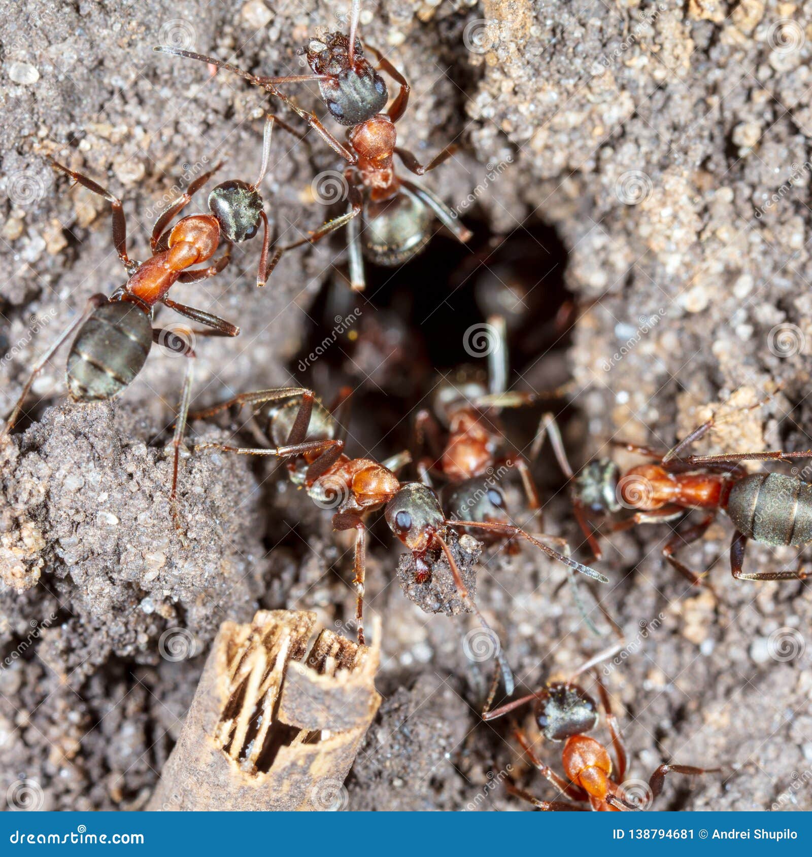 The Ant is in the Ground in Nature Stock Image - Image of wild, little ...