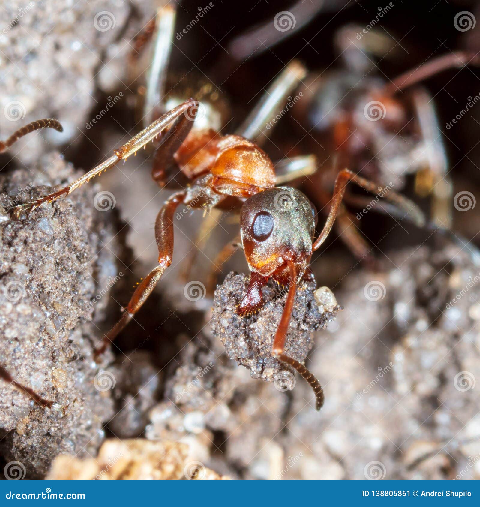 The Ant is in the Ground in Nature Stock Image - Image of arthropod ...