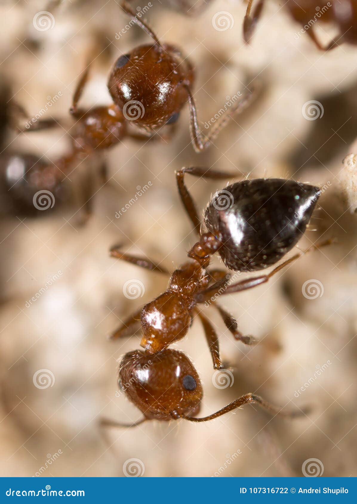 Ant on the Ground. Super Macro Stock Photo - Image of anthill, macro ...