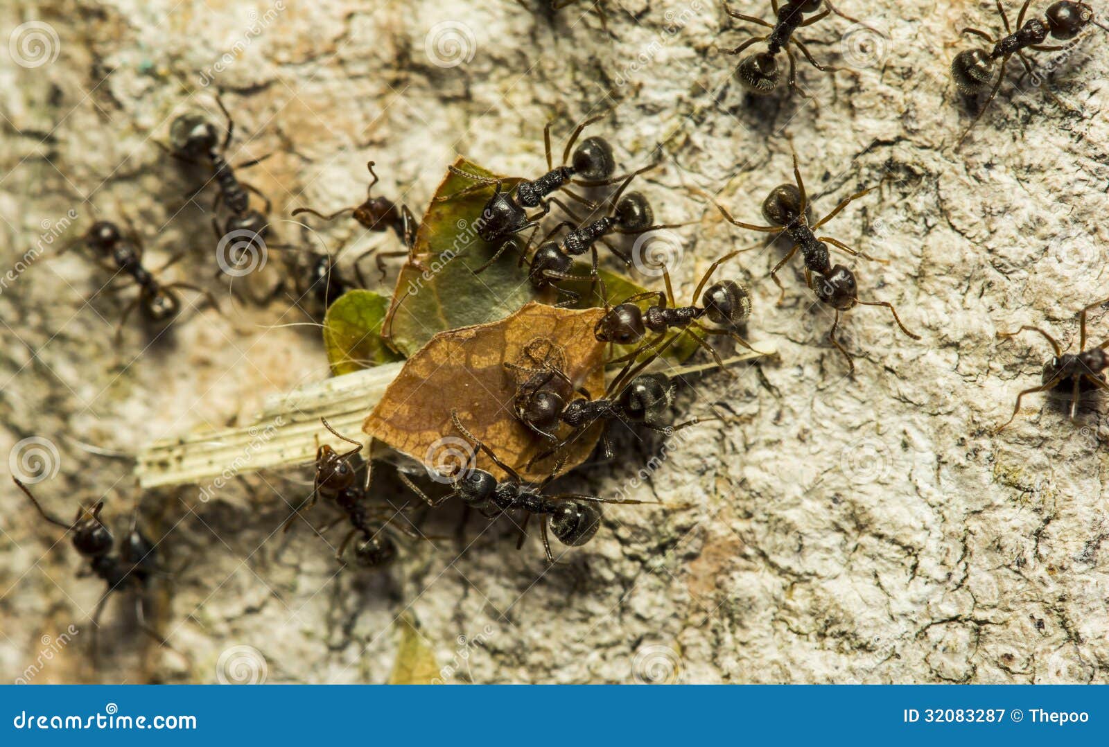 Ant groups. stock image. Image of insect, closeup, animal - 32083287