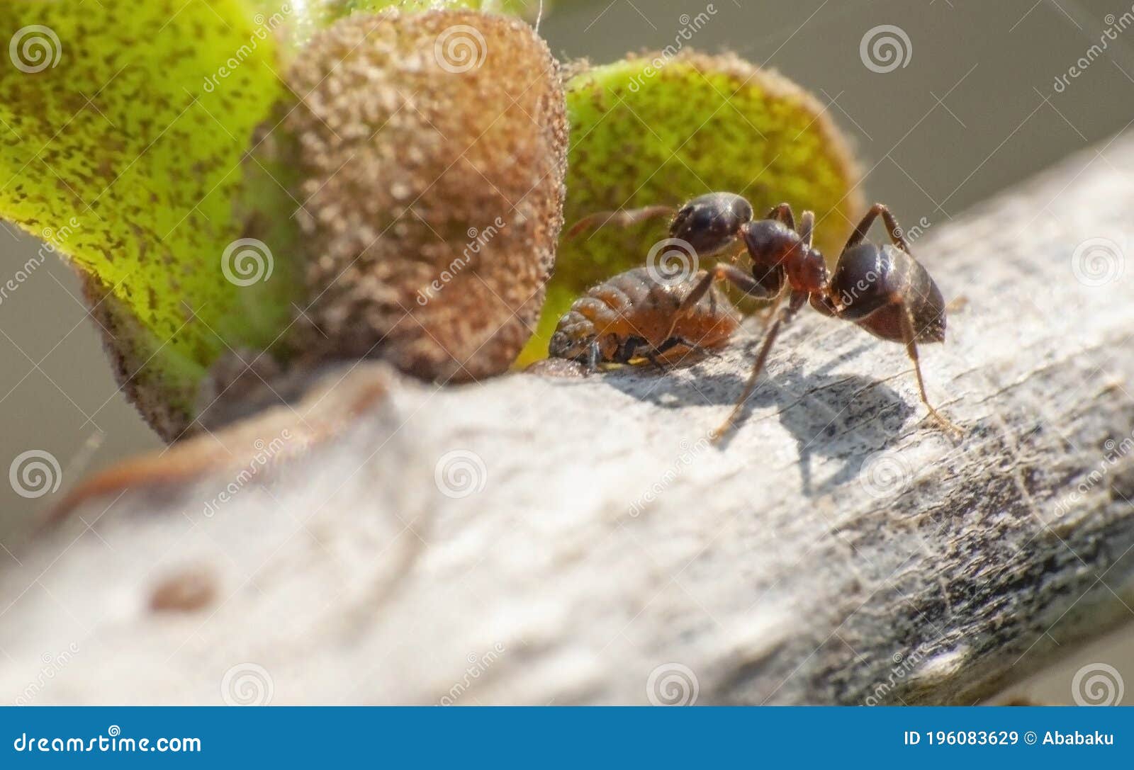 Normal Ant Stock Photos - Free & Royalty-Free Stock Photos from Dreamstime