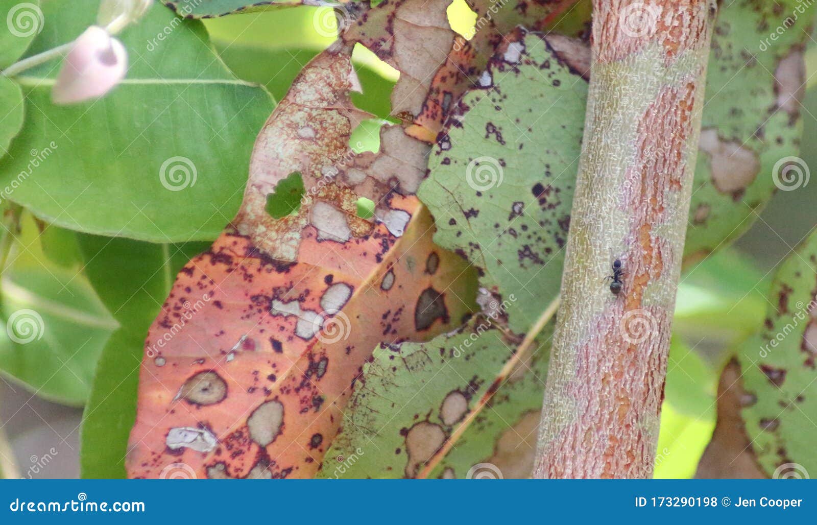 Ant and stock photo. Image of tree, gumleaves, gumtree - 173290198