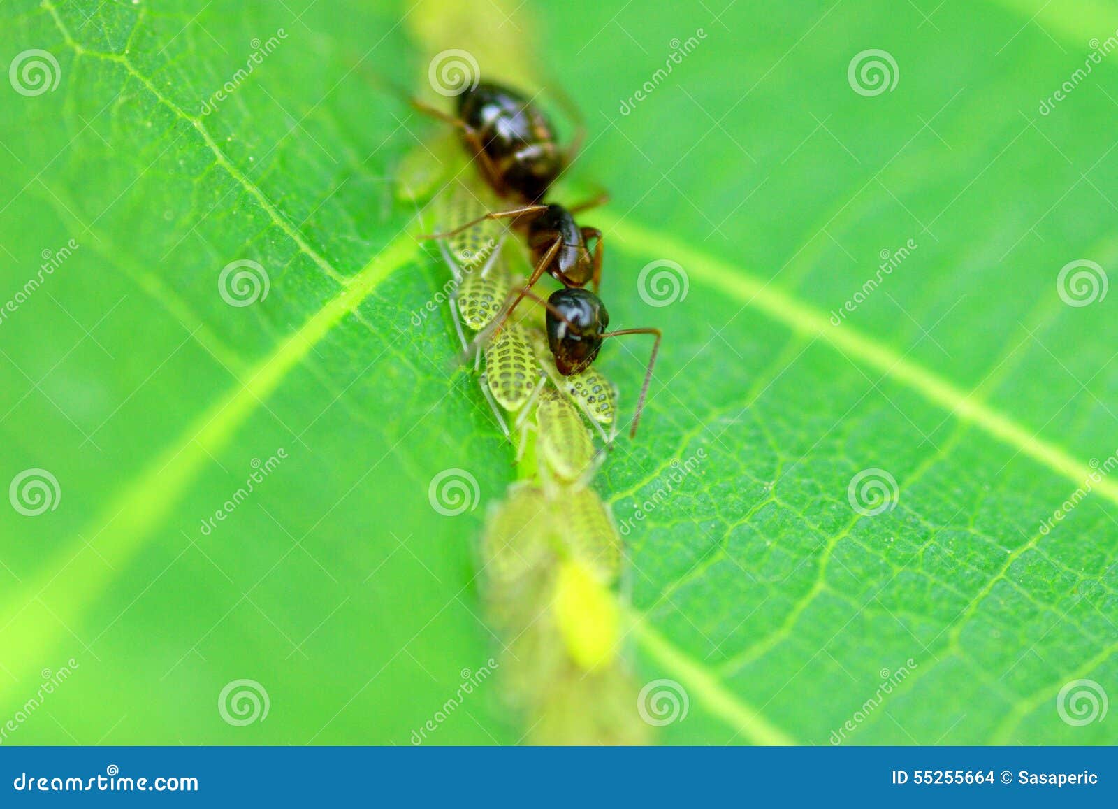 Ant Harvesting Leaf Hoppers Nectar Stock Photo - Image of group ...