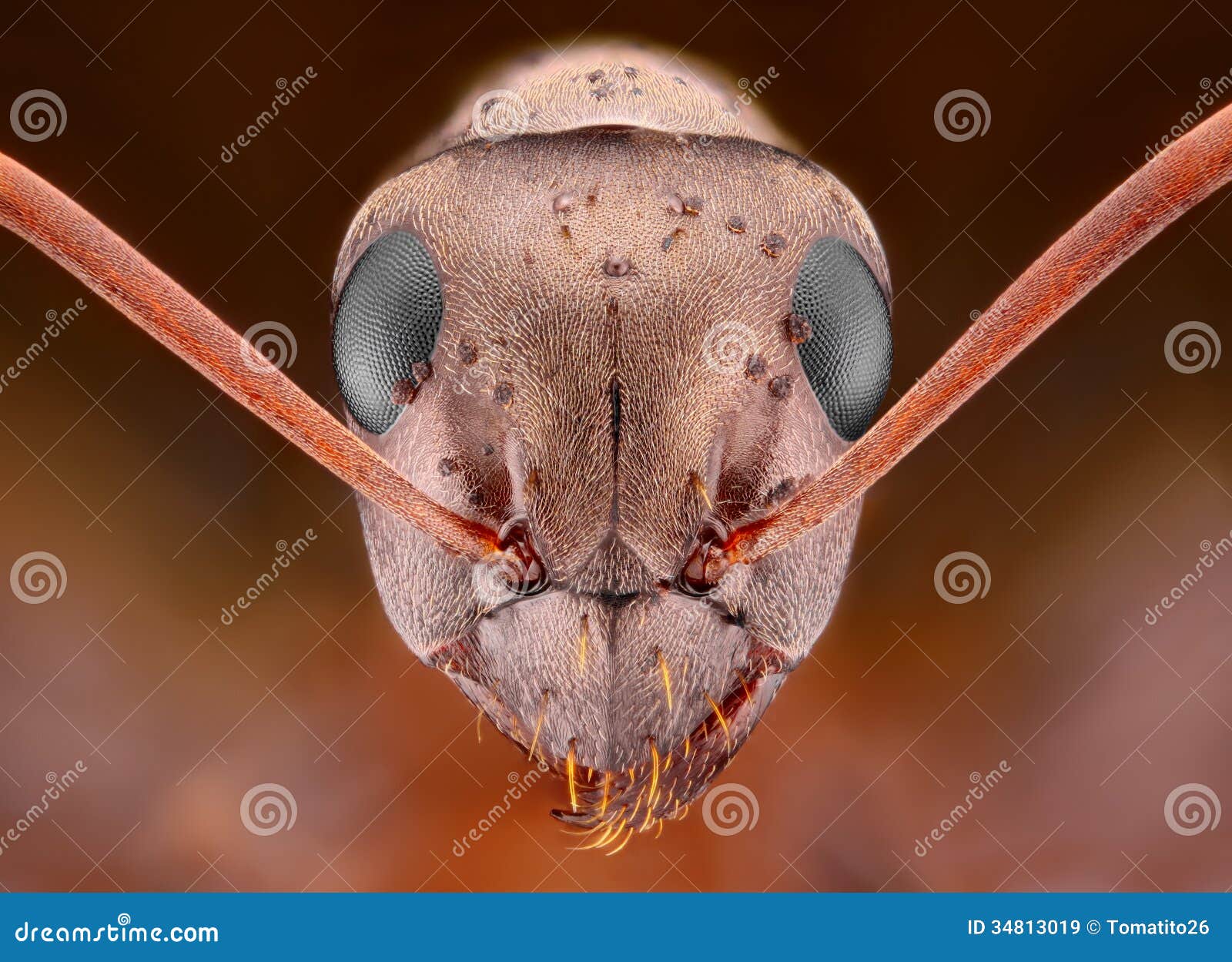 Ant Head with Some Sort of Pimples Stock Image - Image of arthropod ...