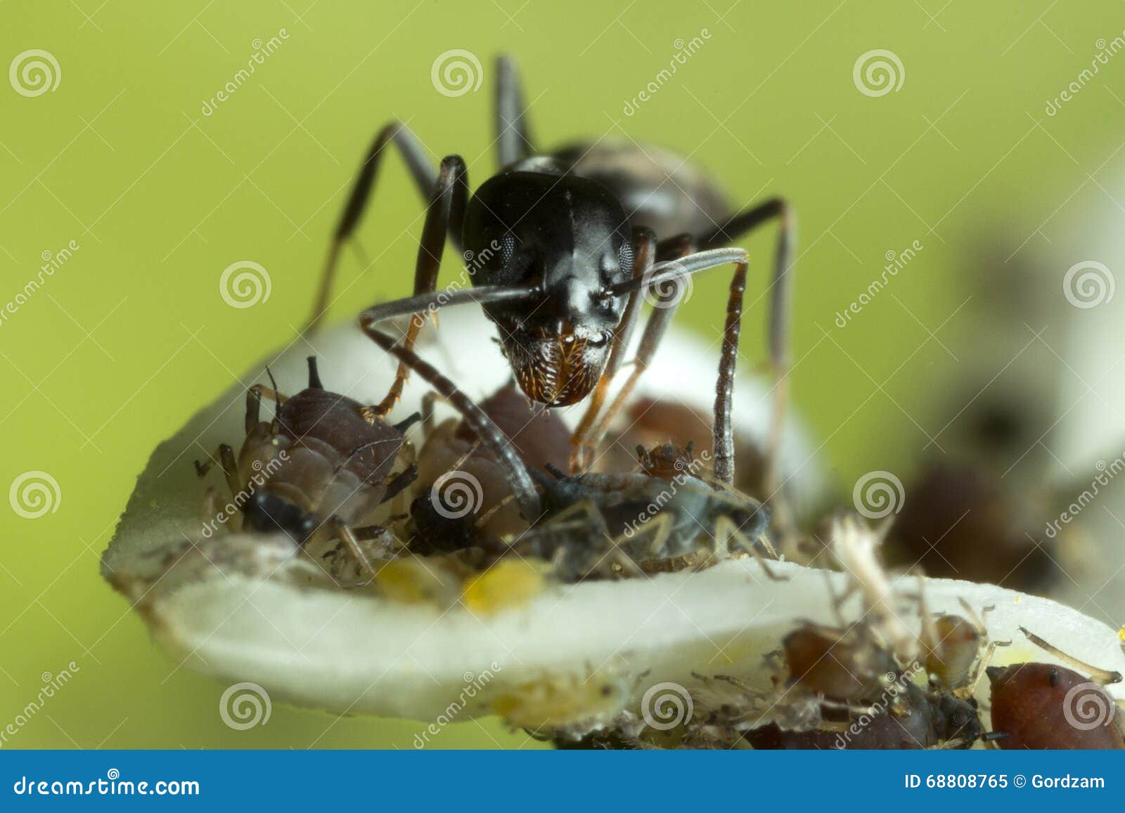 Ants Take A Walk On The Trunk Of The Olive Tree Royalty-Free Stock ...