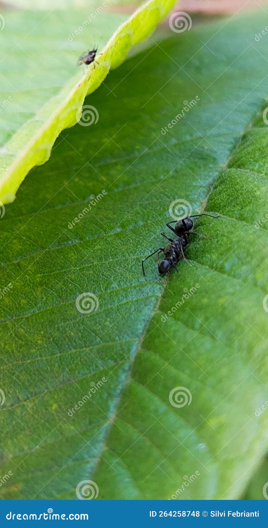An Ant Hide Under a Green Leaf Stock Photo - Image of flower, beetle ...