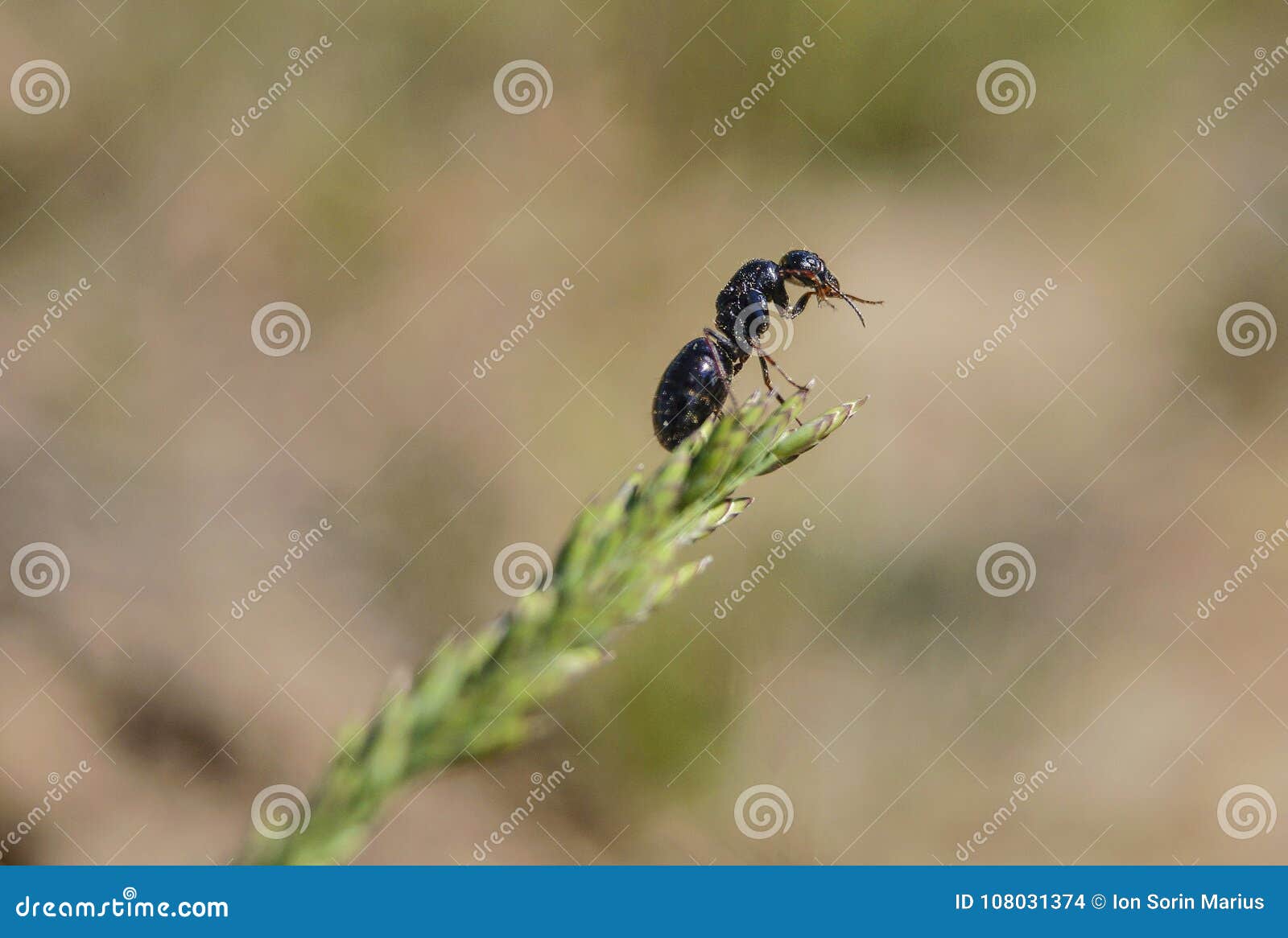 Ant on High Grass for Better View Stock Photo - Image of grow, high ...