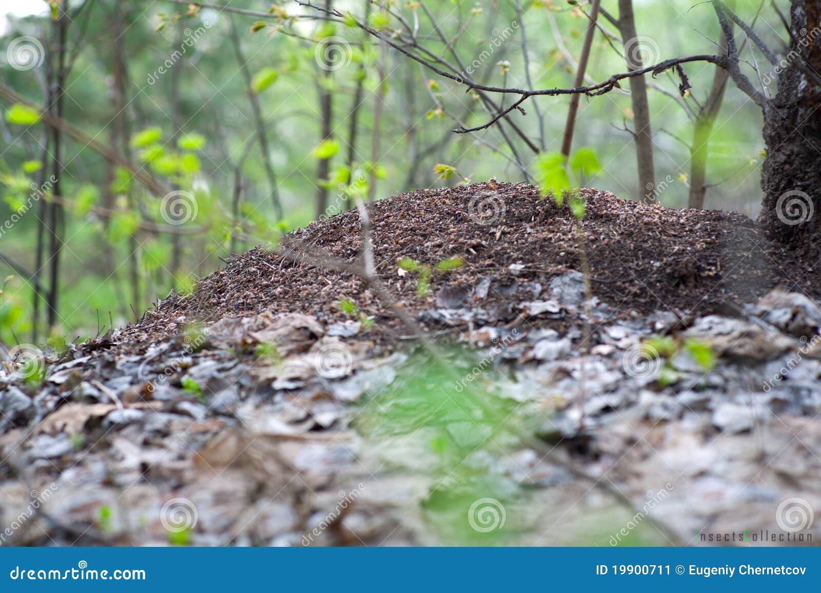 Ant hill stock image. Image of plant, tree, side, nature - 19900711