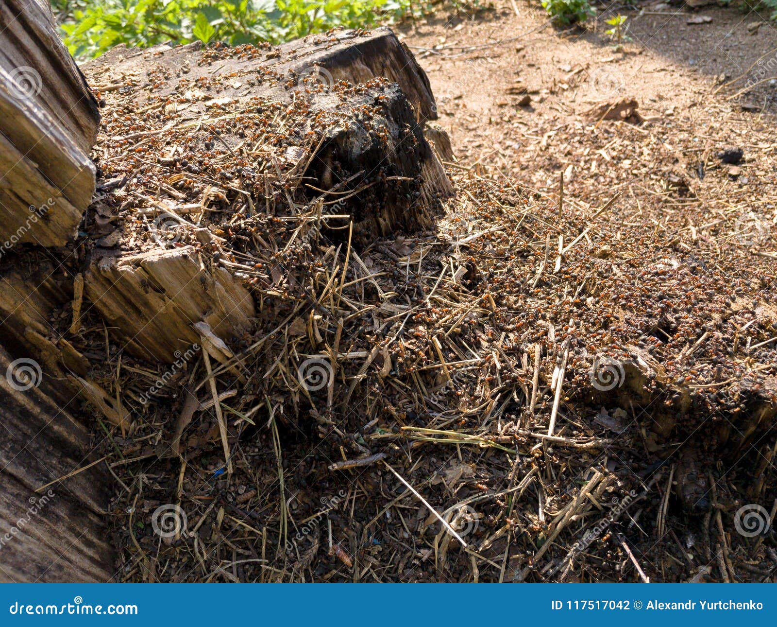 The Ant Hill with Ants on the Tree Stump in the Forest. Selective Focus ...