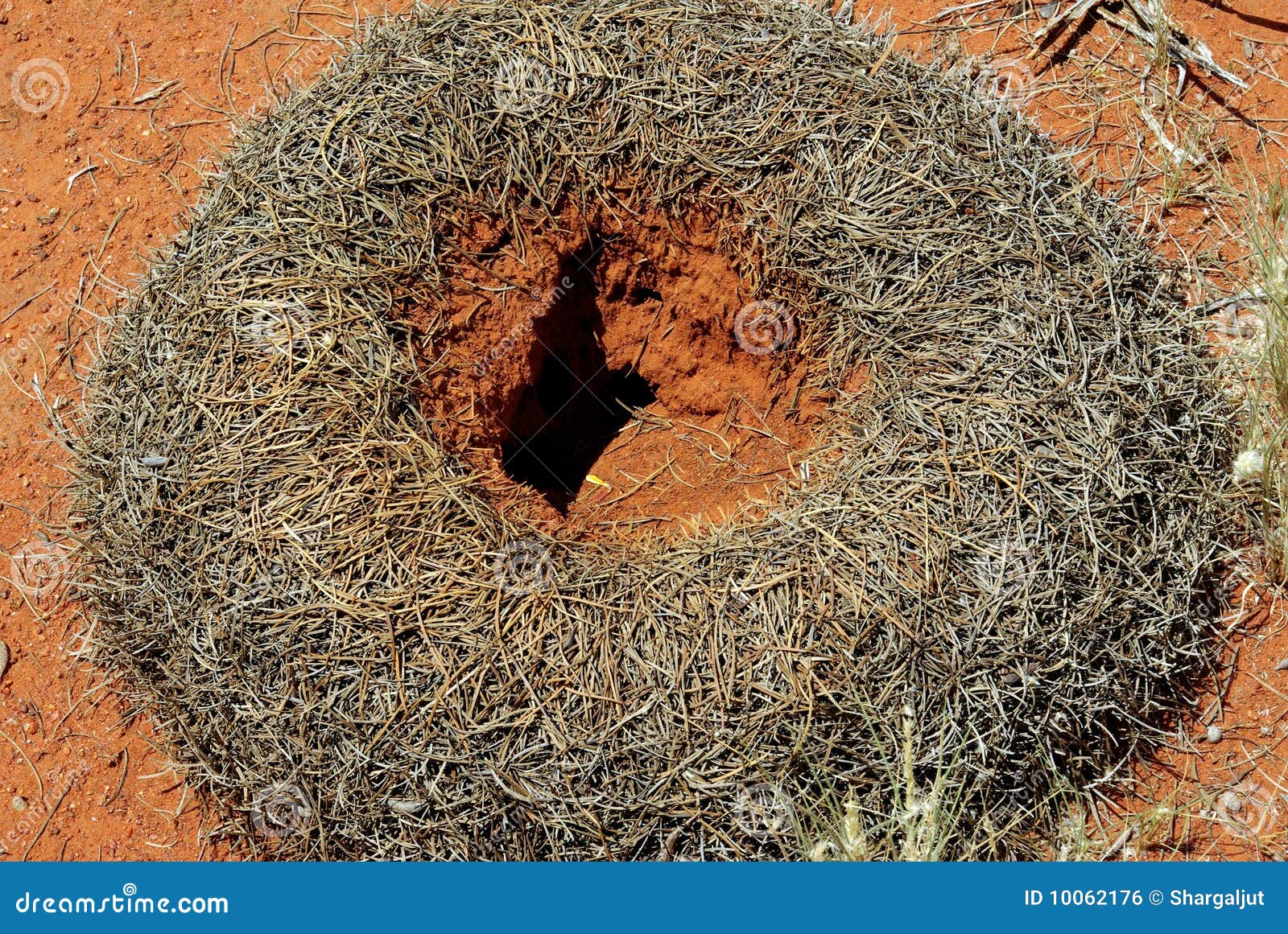 Ant Hill in Australian Desert Stock Photo - Image of summer ...