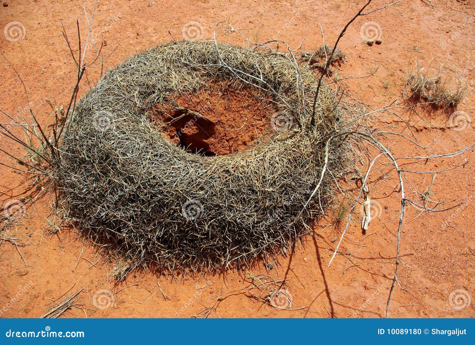 Ant Hill in Australian Desert Stock Photo - Image of wildlife ...