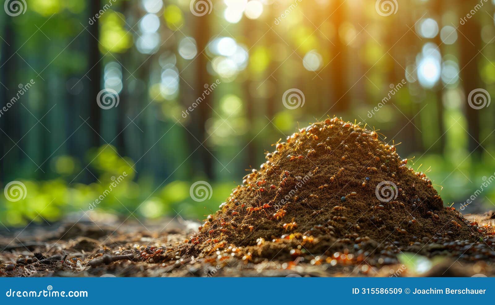 Ant Hill In Forest Setting Detailed View Of Anthill With Lush Forest ...