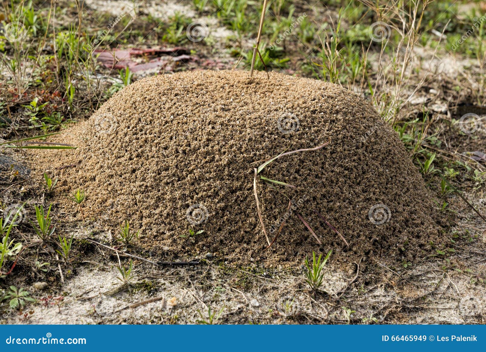 Ant Hill stock image. Image of closeup, home, pile, anthill - 66465949