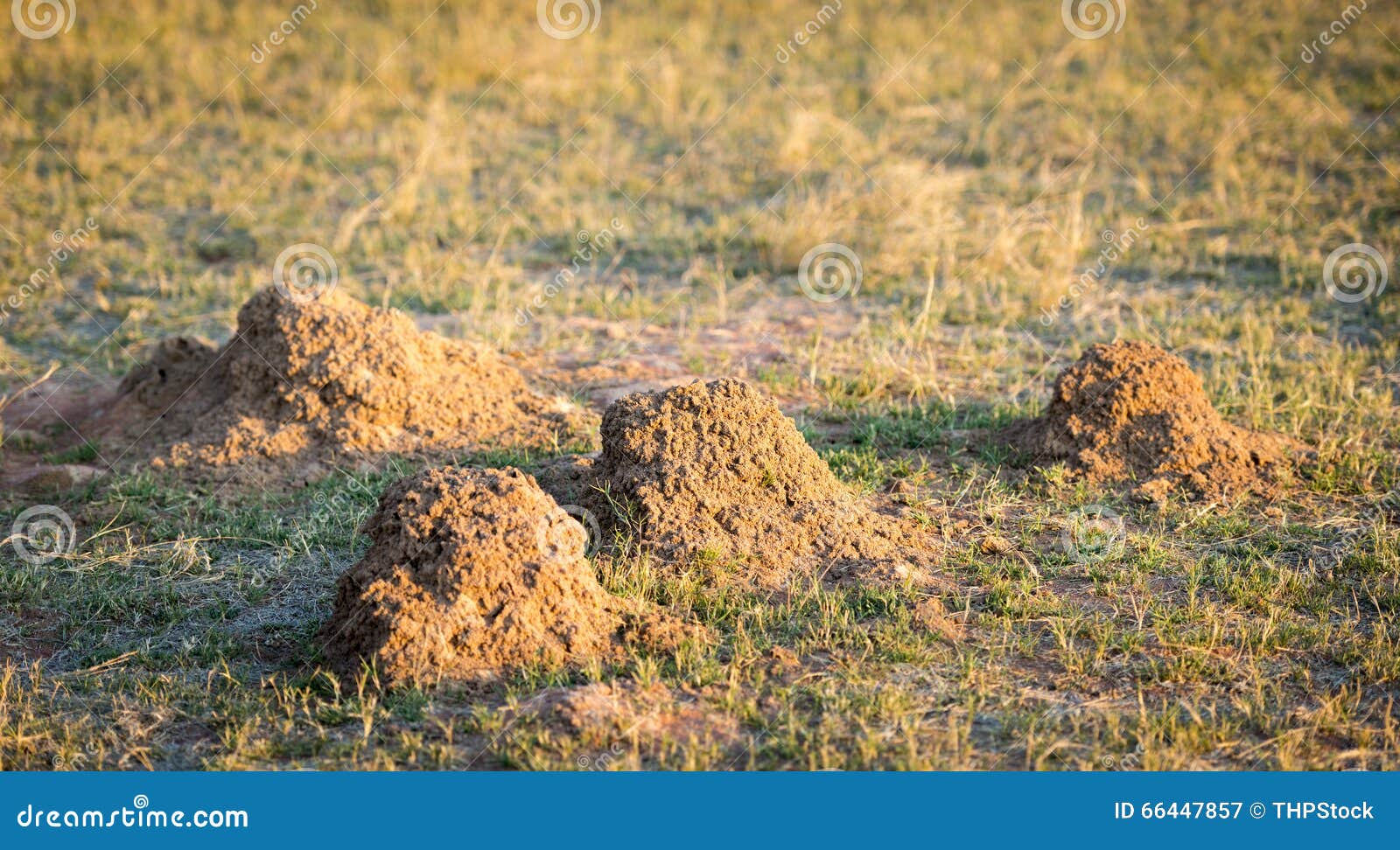 Ant Hill Mounds stock image. Image of hole, rural, outdoor - 66447857