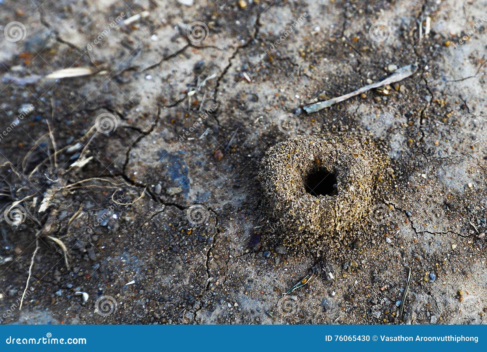Ant Hole on the Ground stock photo. Image of earth, thailand - 76065430