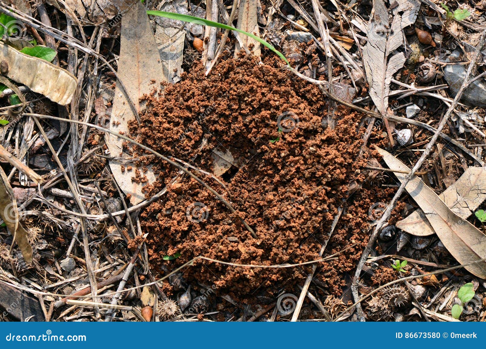 Ant home stock photo. Image of community, heap, nest - 86673580